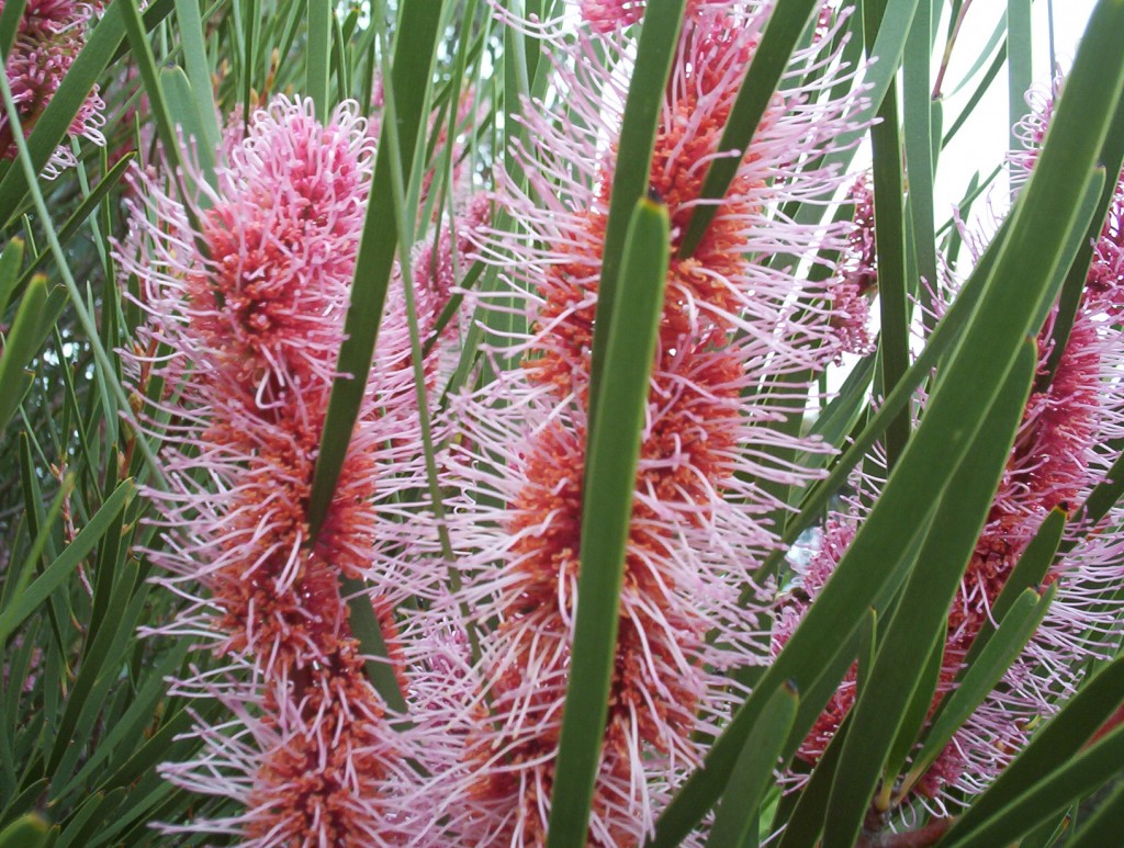 Hakea Archives - Mallee Native Plants - Mallee Native Plants