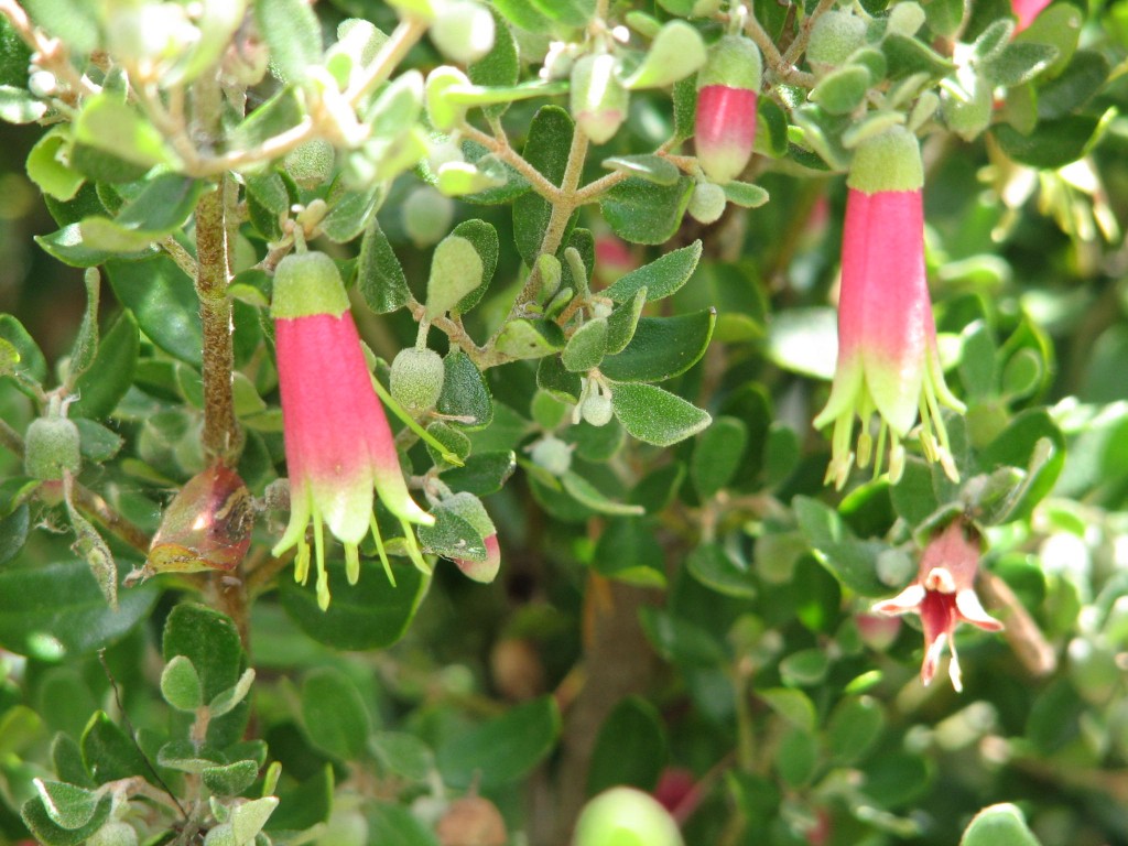 Correa Plant Varieties
