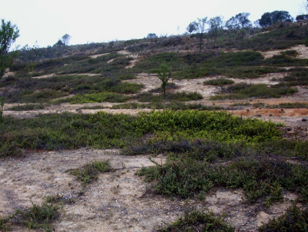 Bush Tucker Archives | Mallee Native Plants - Mallee Native Plants