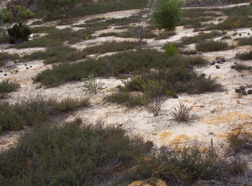 Bush Tucker Archives | Mallee Native Plants - Mallee Native Plants