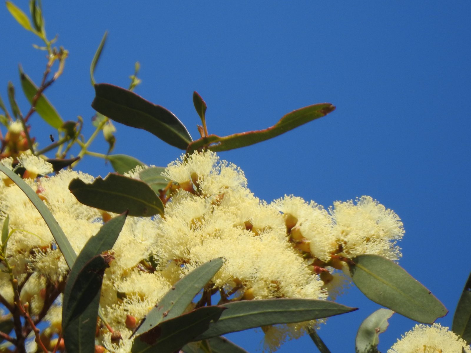 Mallee Native Plants
