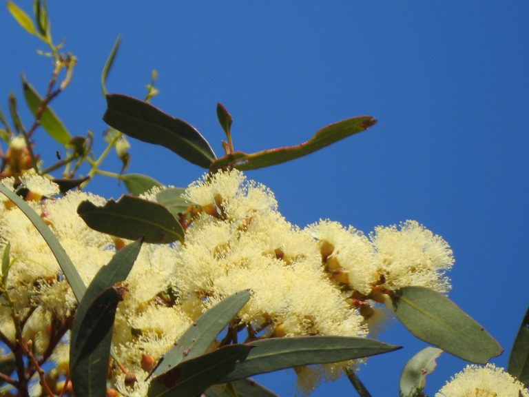 Mallee Native Plants